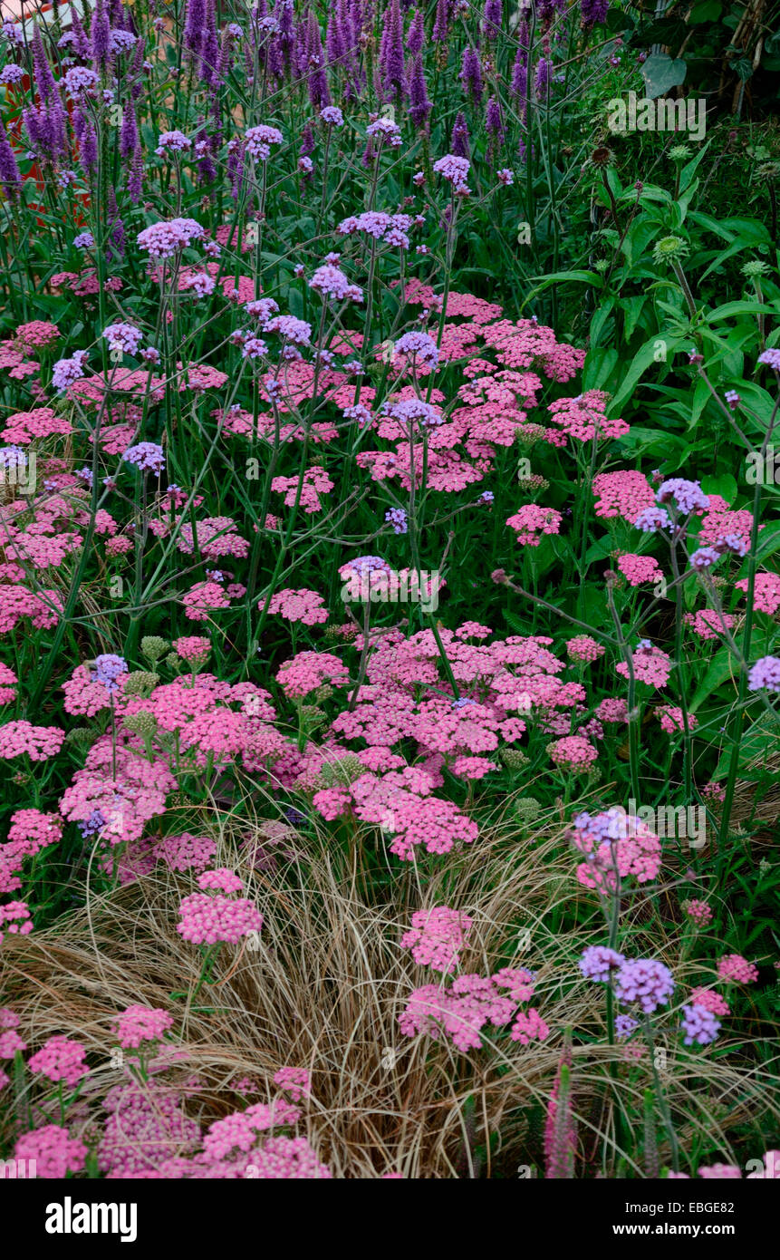 Close up an attractive and colourful flower border with Achillea ...