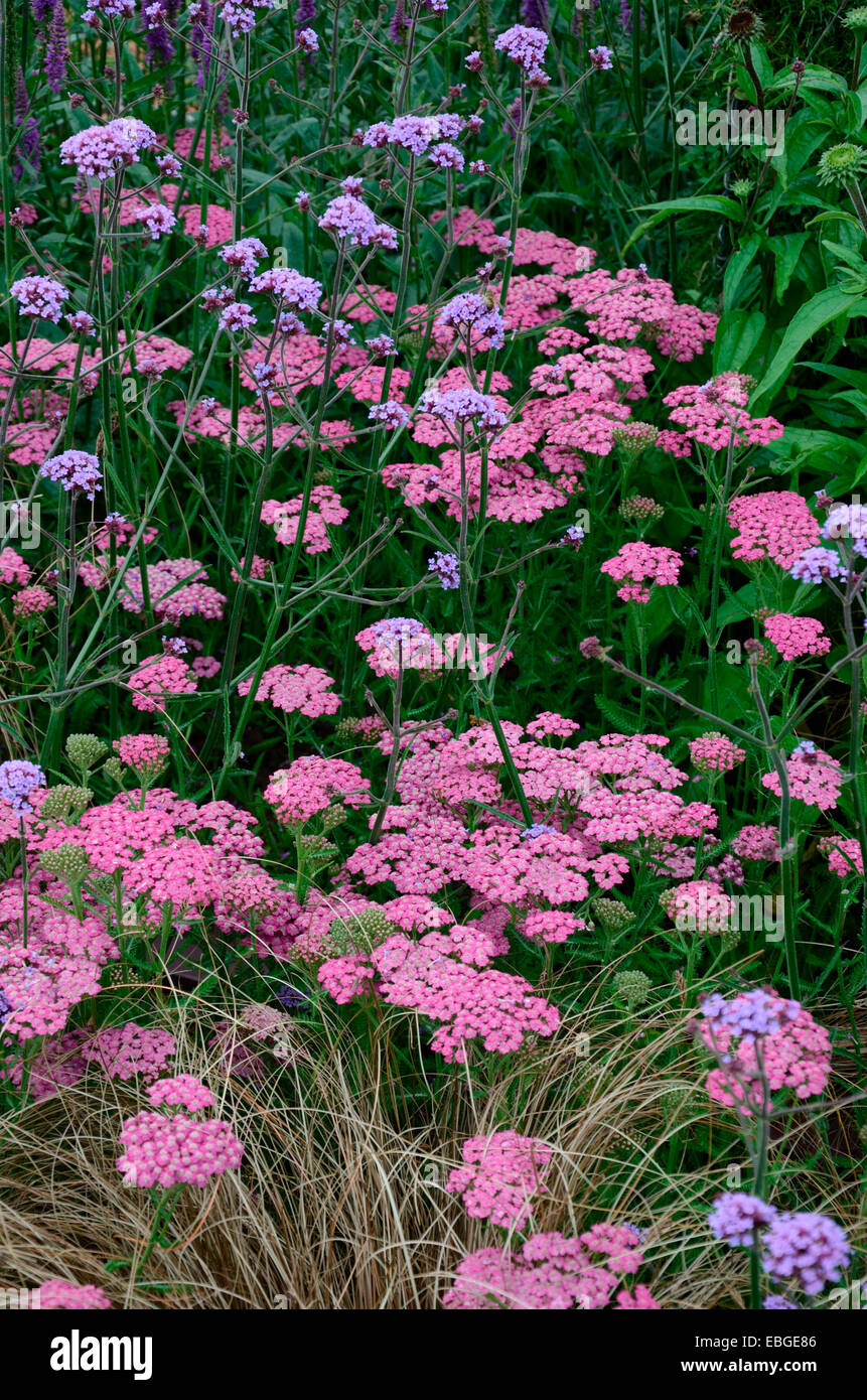 Close up an attractive and colourful flower border with Achillea ...