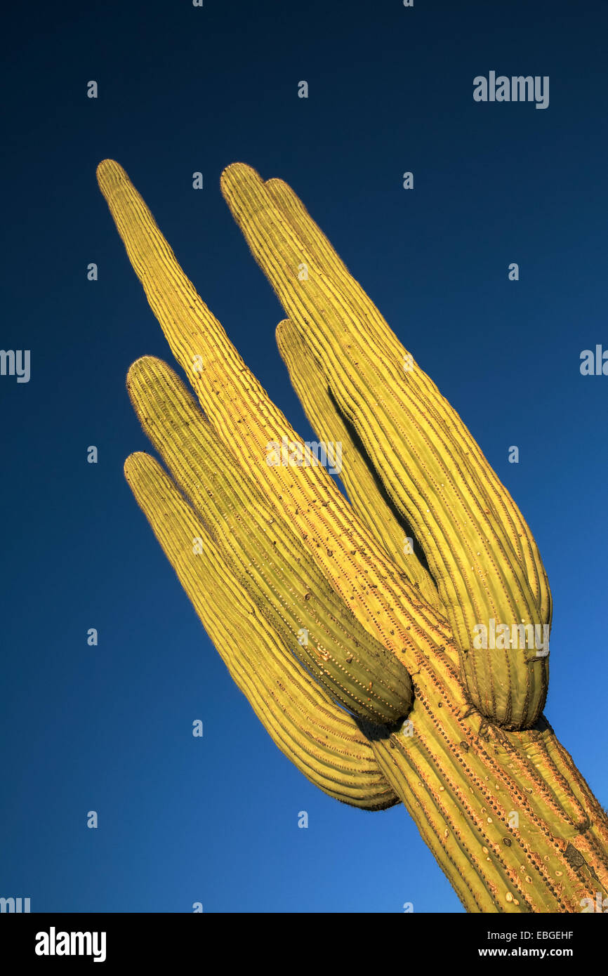 Close-up view of a saguaro cactus Stock Photo - Alamy