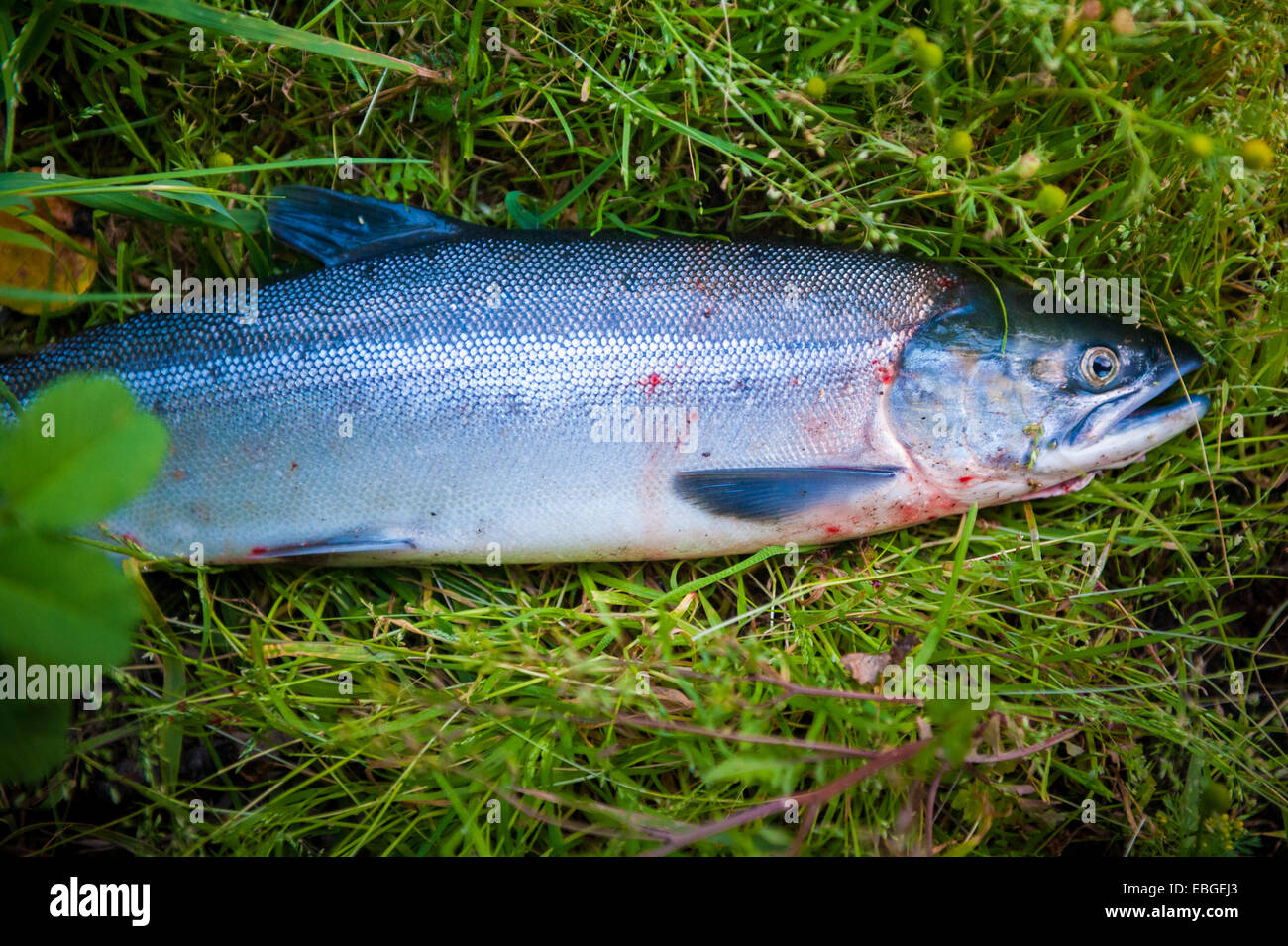 Dead salmon hi-res stock photography and images - Alamy
