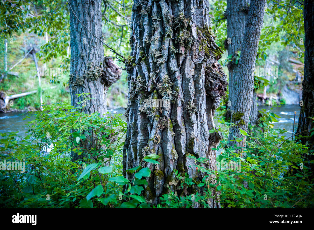 Close up tree nature hi-res stock photography and images - Alamy