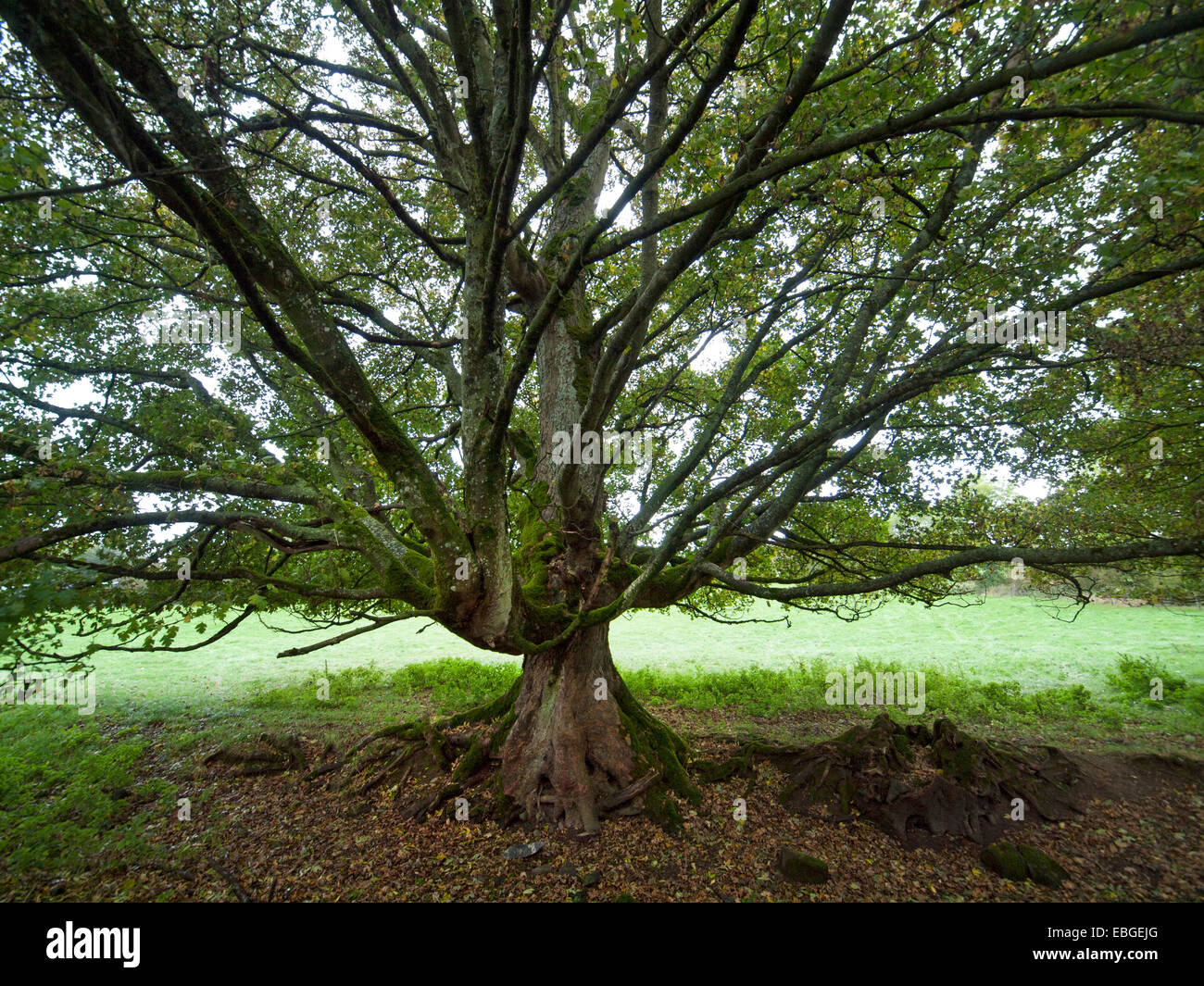 Tree in ireland hi-res stock photography and images - Alamy
