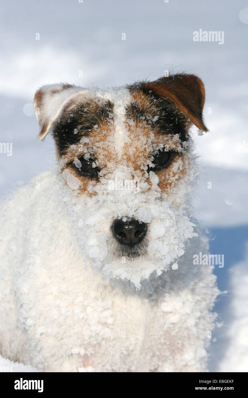Parson Russell Terrier Portrait Stock Photo - Alamy