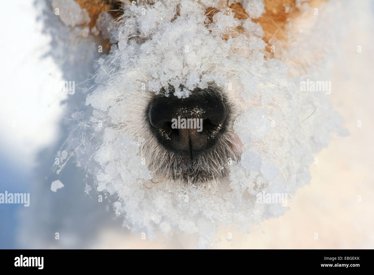 Parson Russell Terrier nose Stock Photo - Alamy