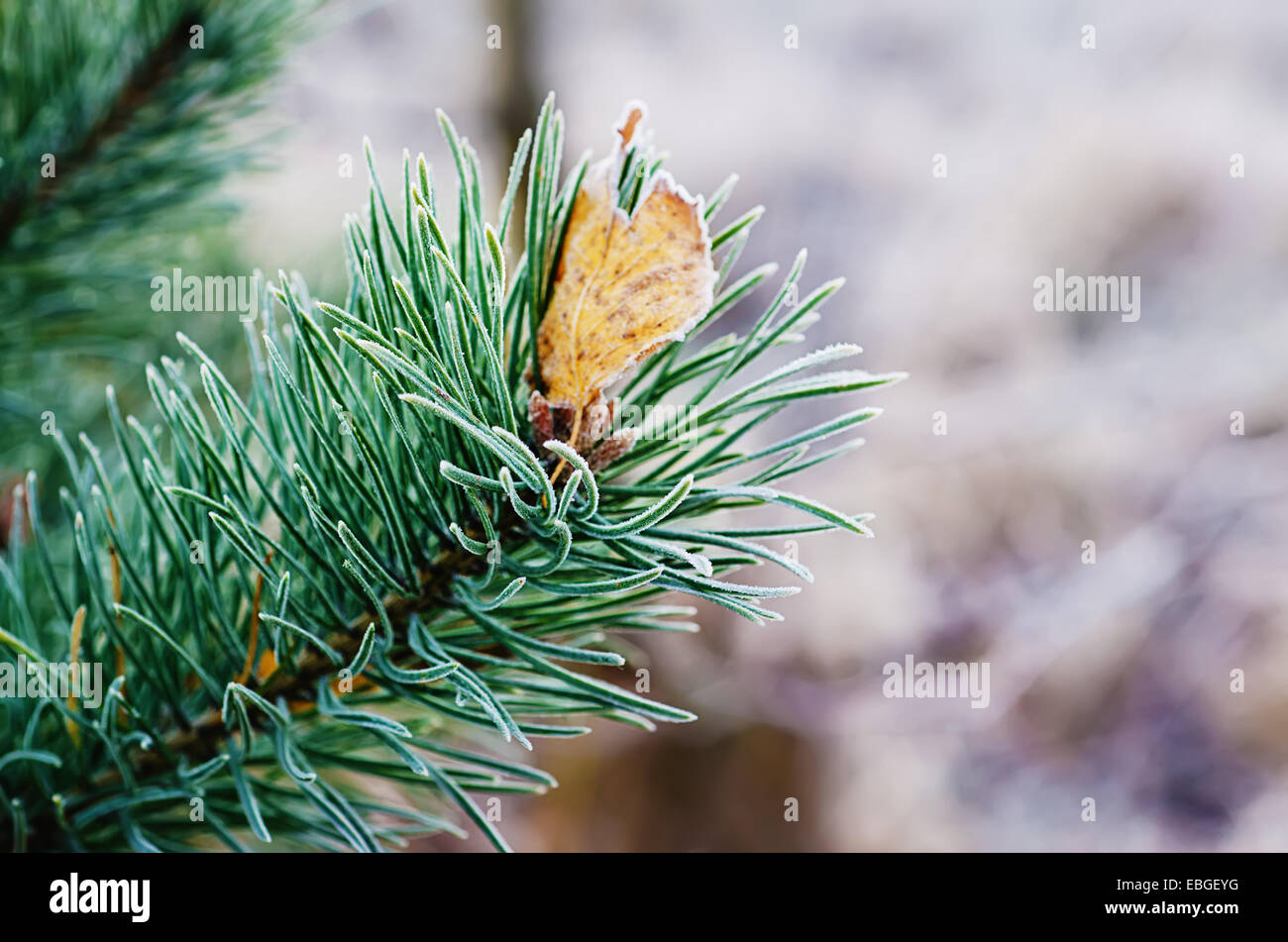 Pine iced tree Stock Photo - Alamy