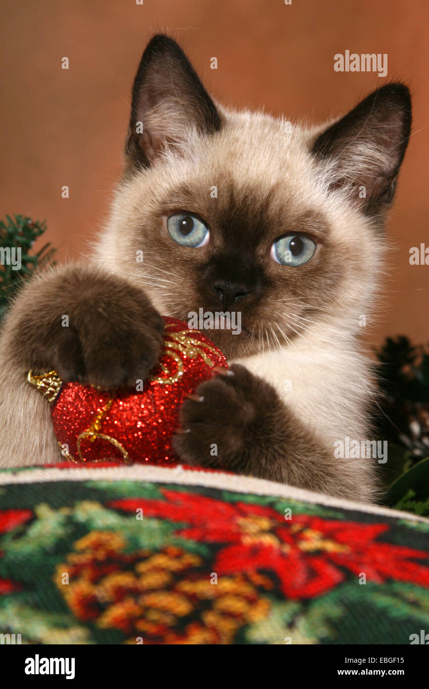 British cat play christmas hi-res stock photography and images - Alamy