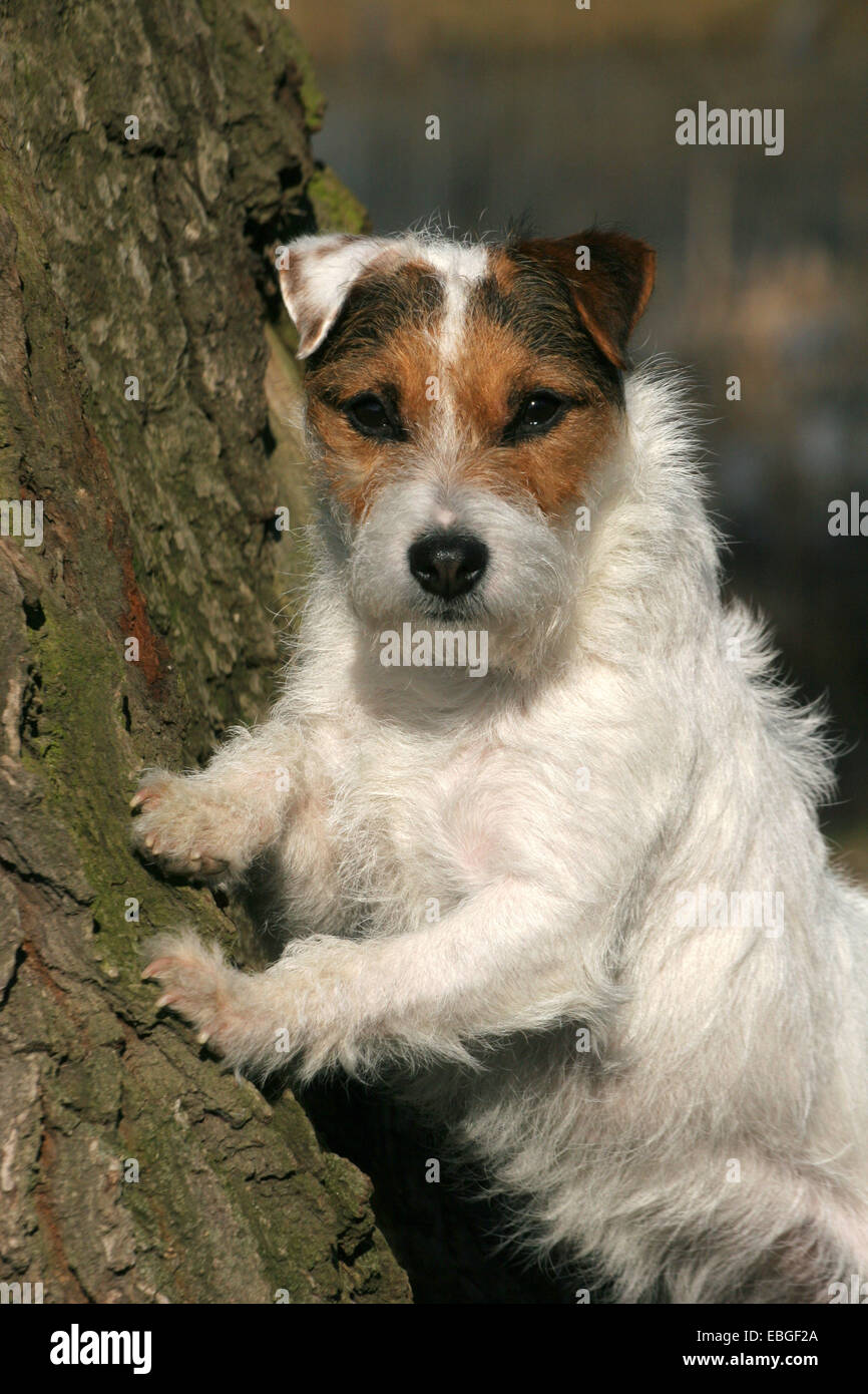 Parson Russell Terrier Stock Photo - Alamy
