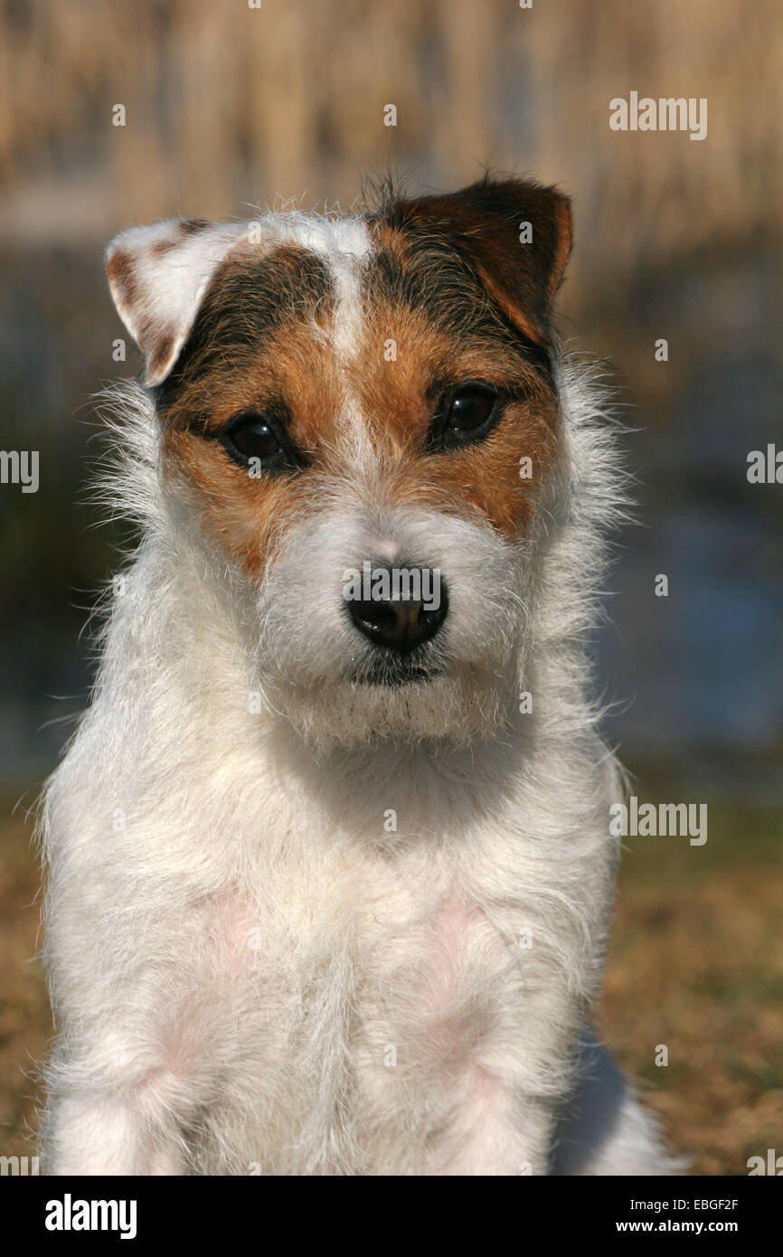 Parson Russell Terrier Portrait Stock Photo - Alamy