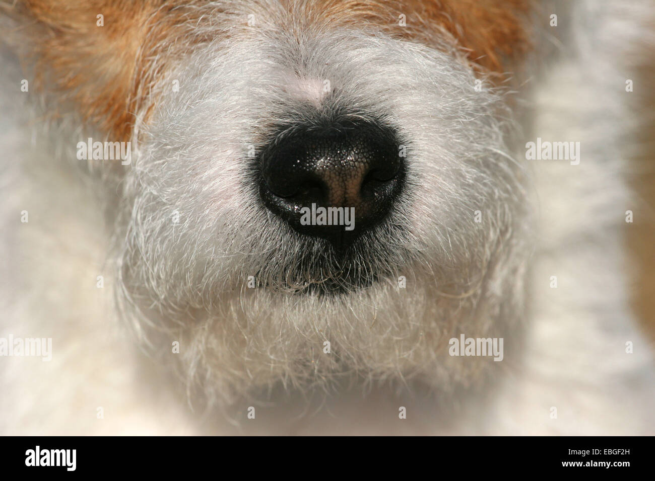 Parson Russell Terrier nose Stock Photo - Alamy
