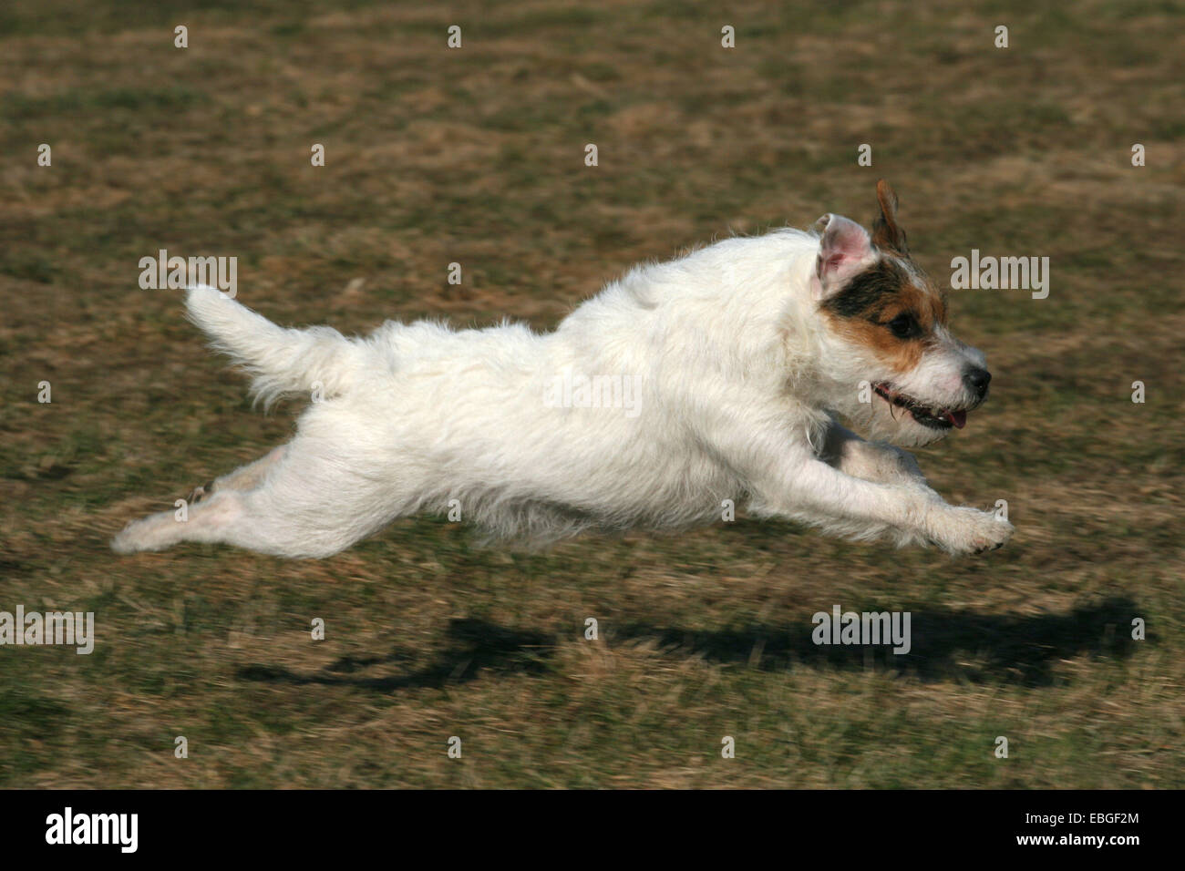 running Parson Russell Terrier Stock Photo - Alamy