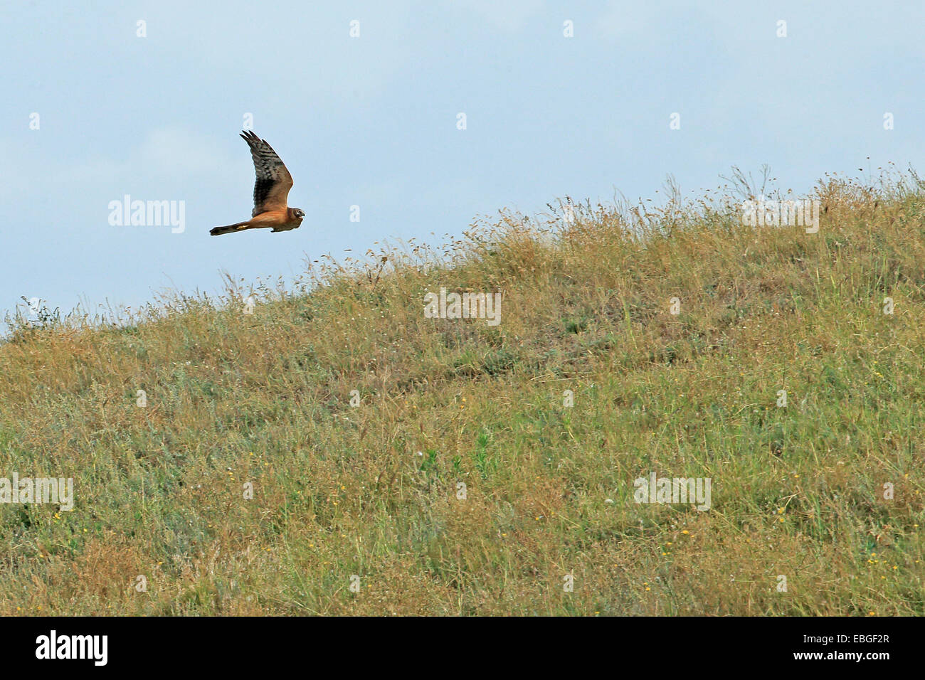 Pallid harrier hi-res stock photography and images - Alamy