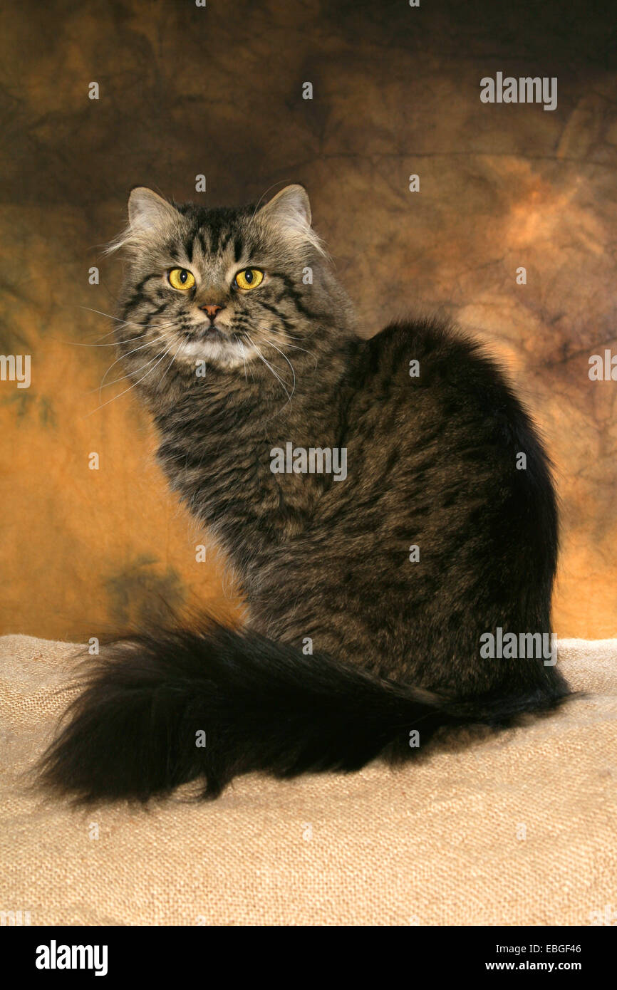 German longhaired cat hi-res stock photography and images - Alamy