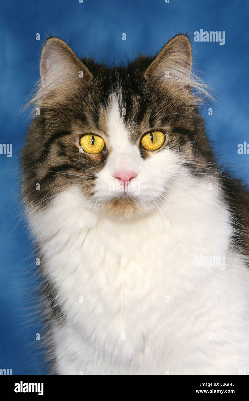 German longhaired cat hi-res stock photography and images - Alamy