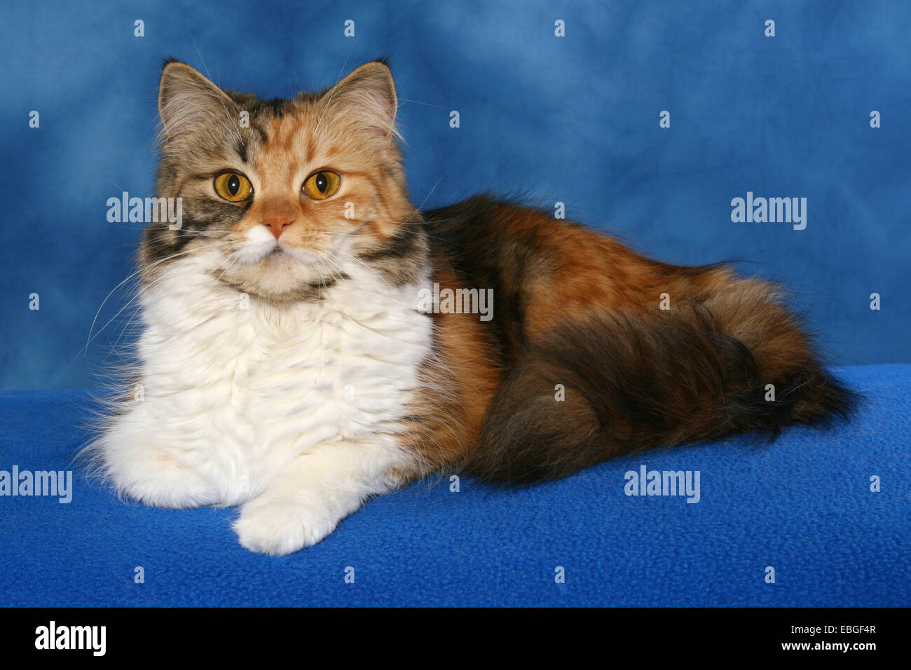lying German Longhair Stock Photo - Alamy