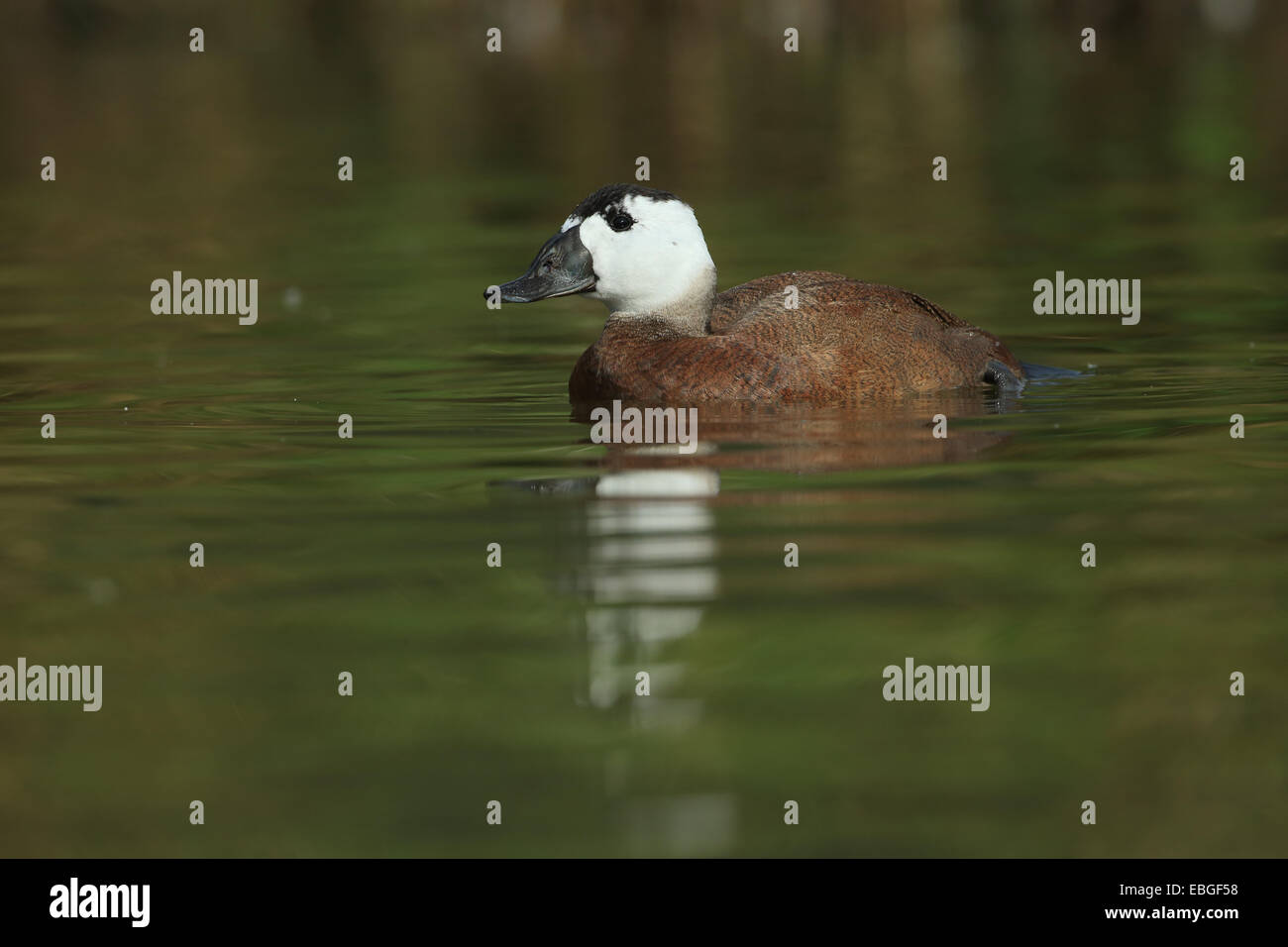 White headed duck hi-res stock photography and images - Alamy