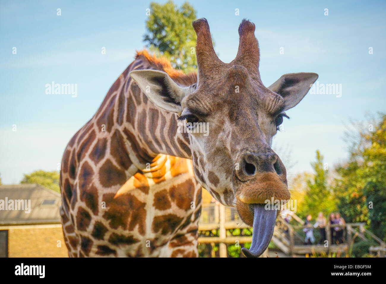 Giraffe tongue hi-res stock photography and images - Alamy