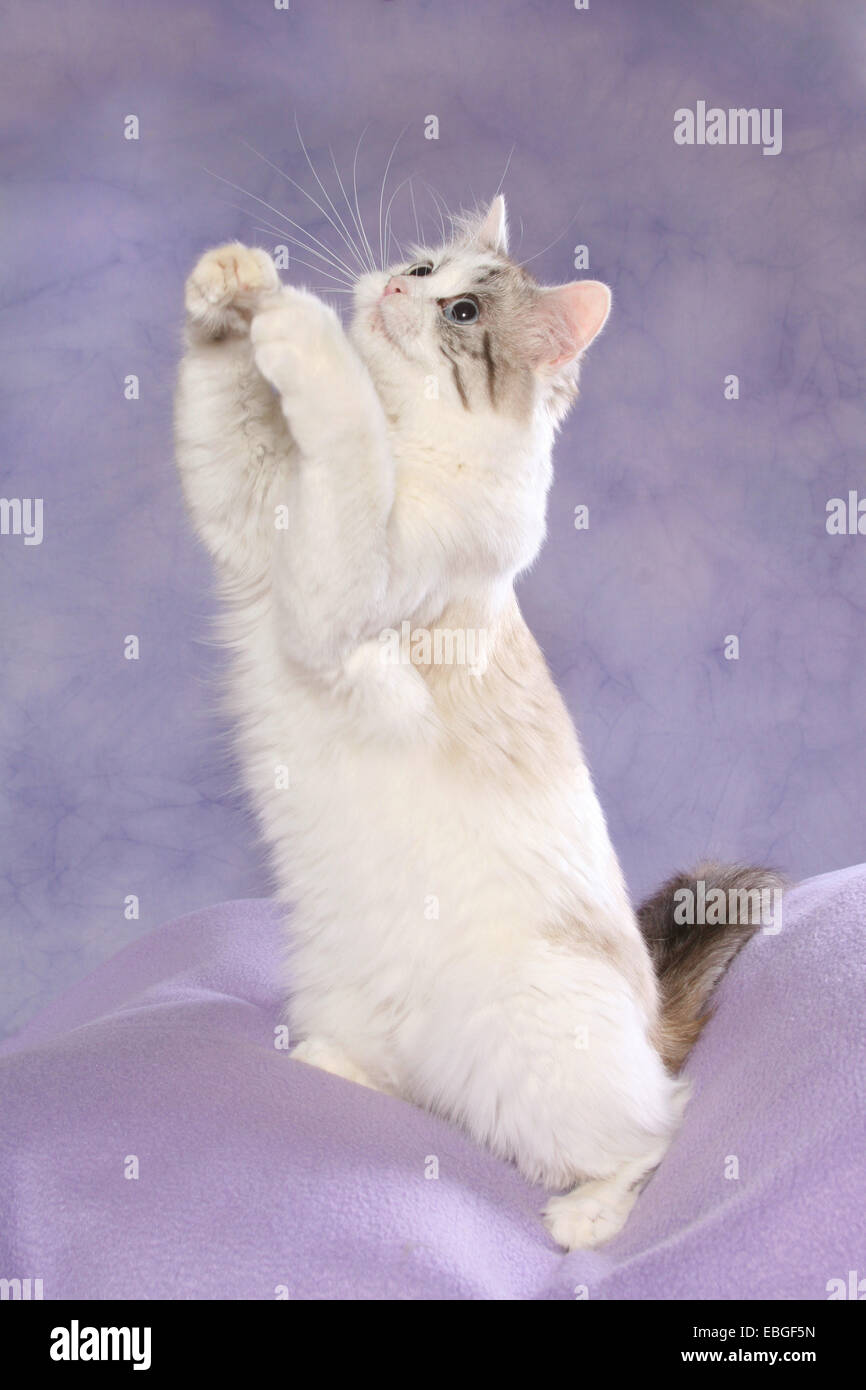 Cat lilac longhair hi-res stock photography and images - Alamy