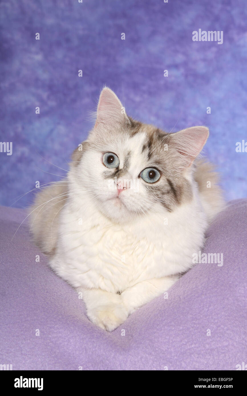 Cat lilac longhair hi-res stock photography and images - Alamy