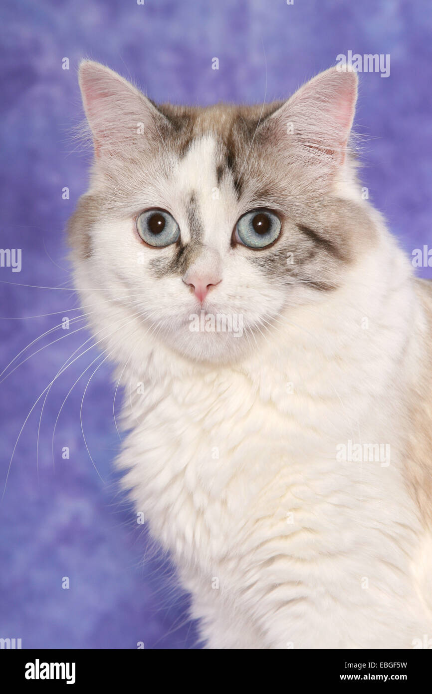 Cat lilac longhair hi-res stock photography and images - Alamy