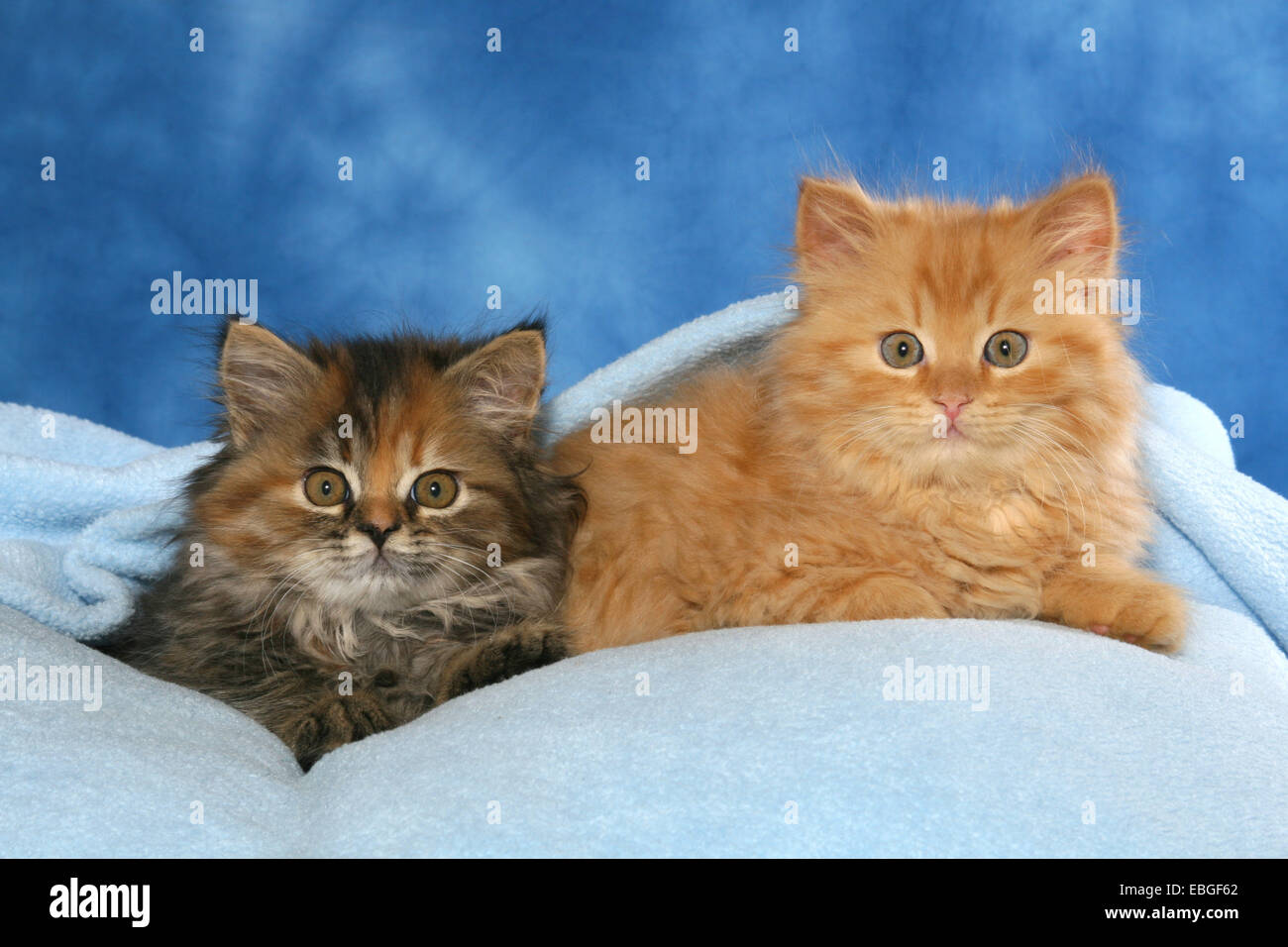 German Longhair kitten Stock Photo - Alamy