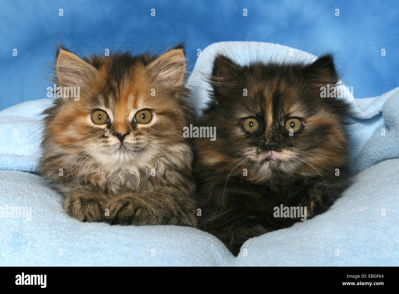 German Longhair kitten Stock Photo - Alamy