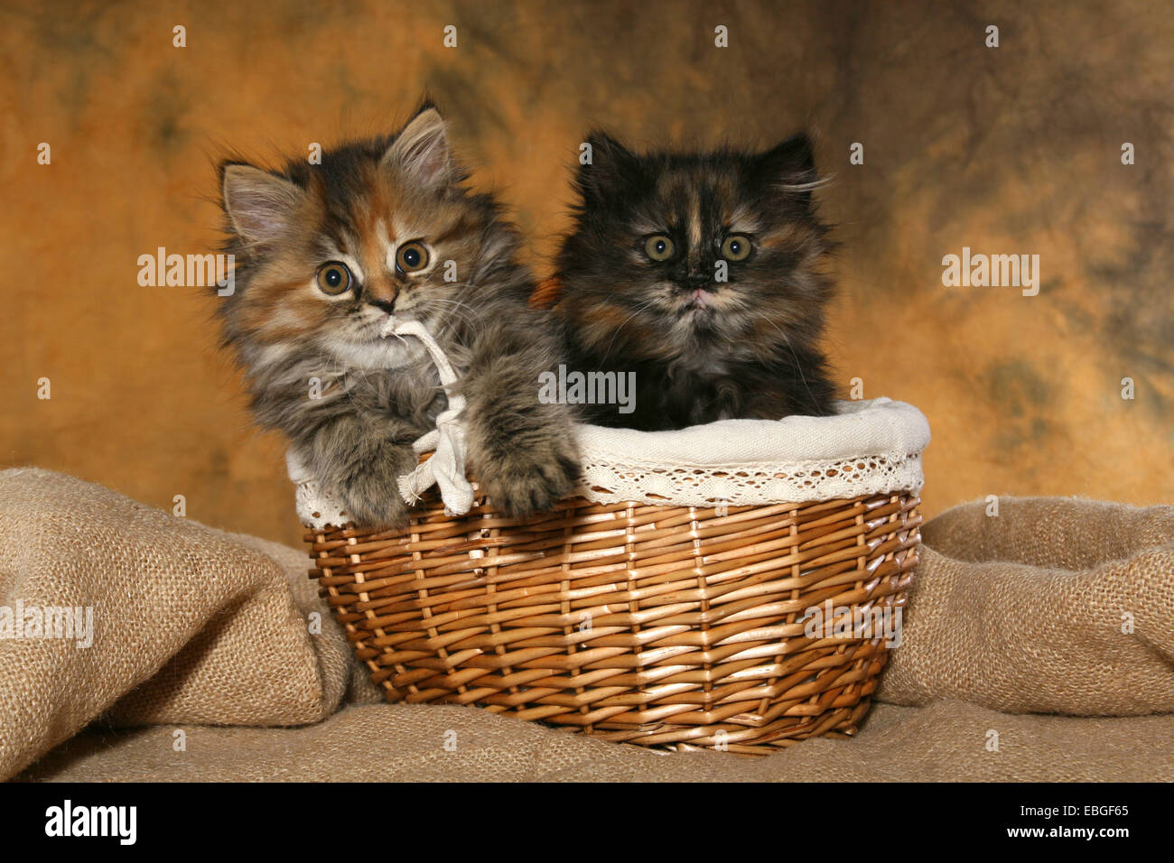 German Longhair kitten Stock Photo - Alamy