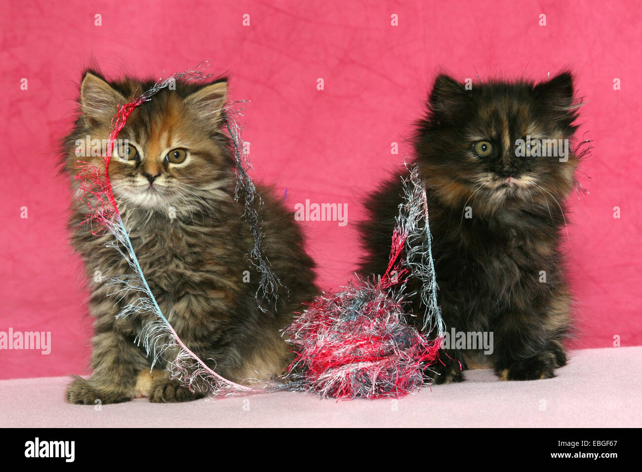 German Longhair kitten Stock Photo - Alamy