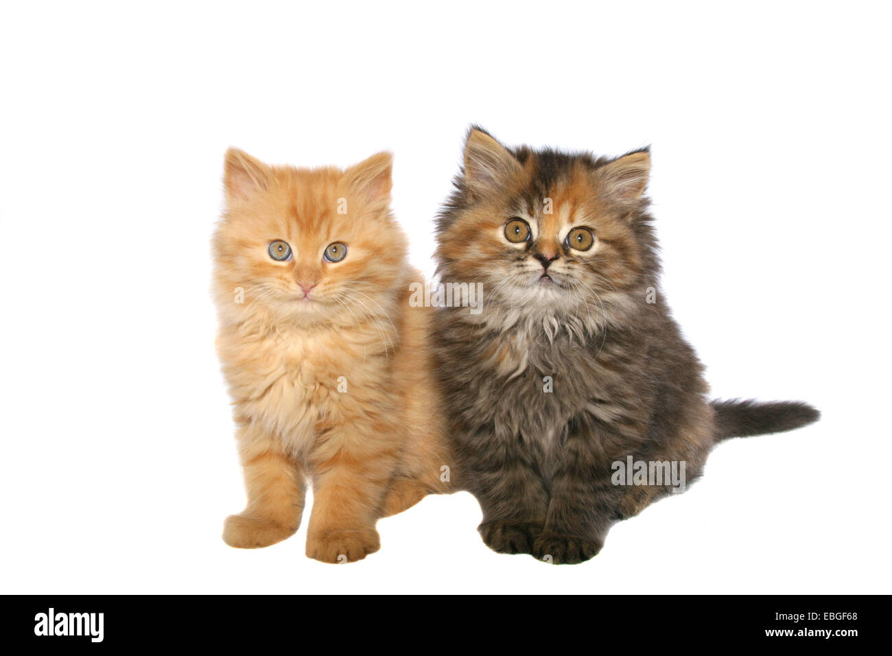 German Longhair kitten Stock Photo - Alamy