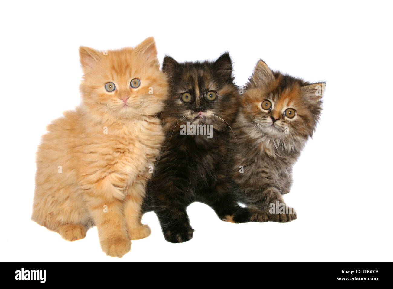 Mammal cat longhair Cut Out Stock Images & Pictures - Alamy
