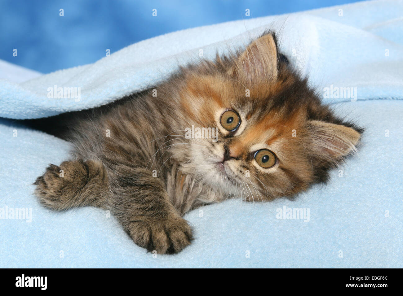 German Longhair kitten Stock Photo - Alamy