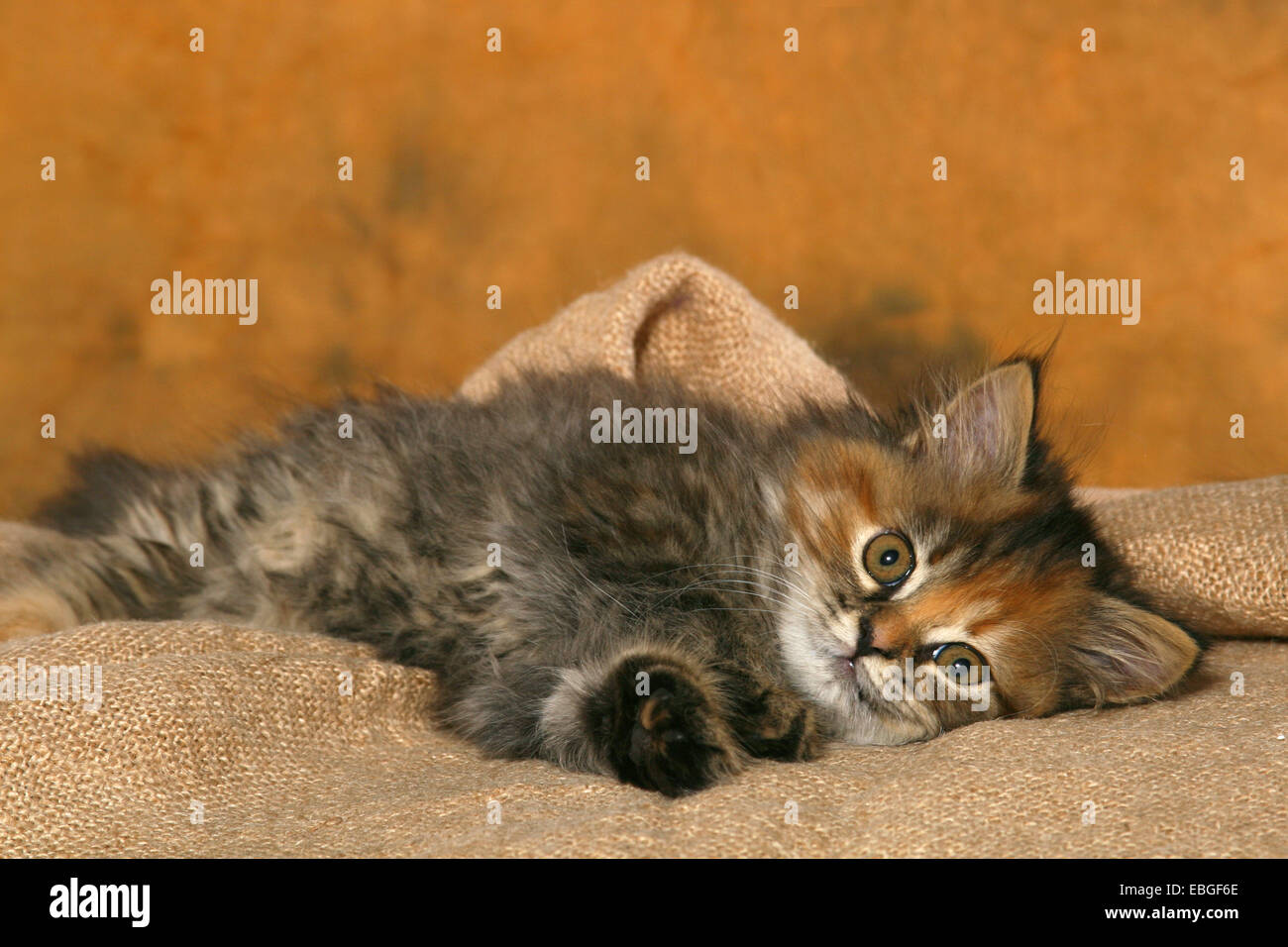 German Longhair kitten Stock Photo - Alamy