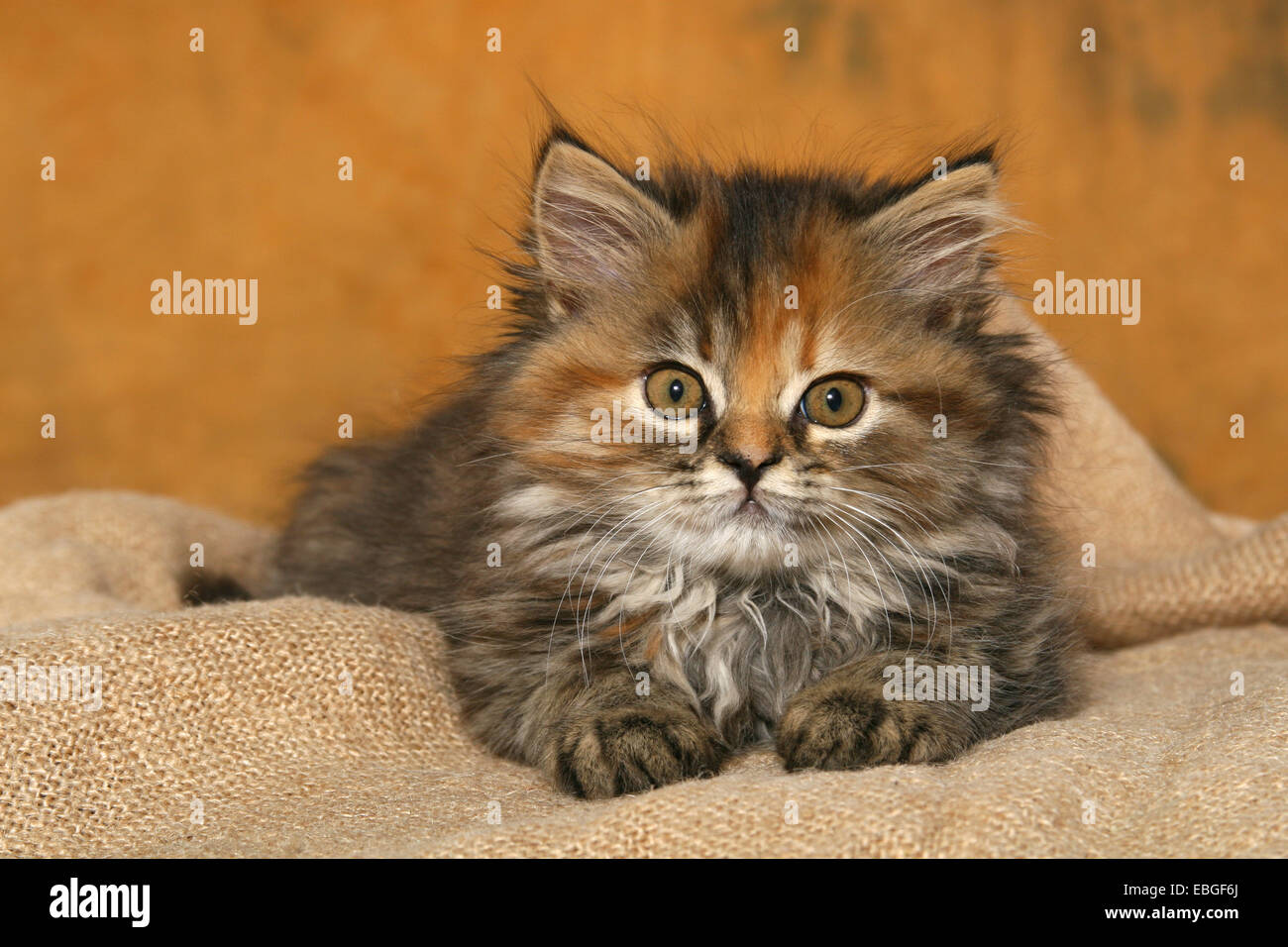 German Longhair kitten Stock Photo - Alamy
