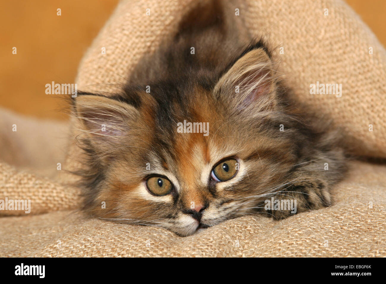 German Longhair kitten Stock Photo - Alamy