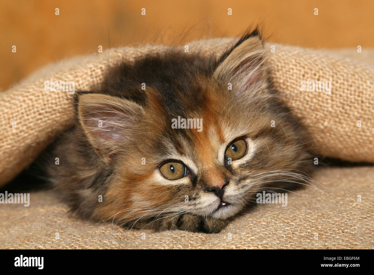 German Longhair kitten Stock Photo - Alamy