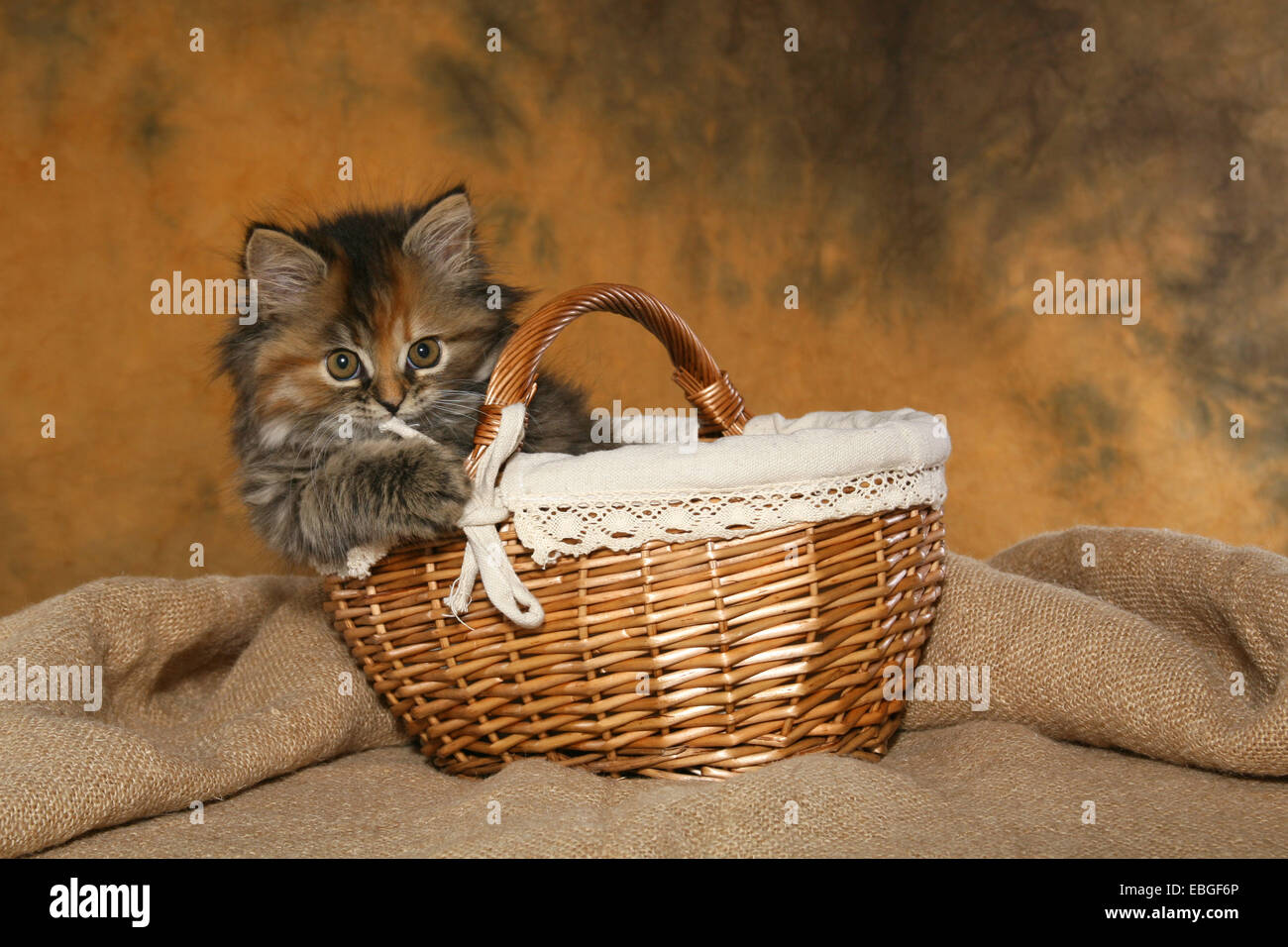German Longhair kitten Stock Photo - Alamy