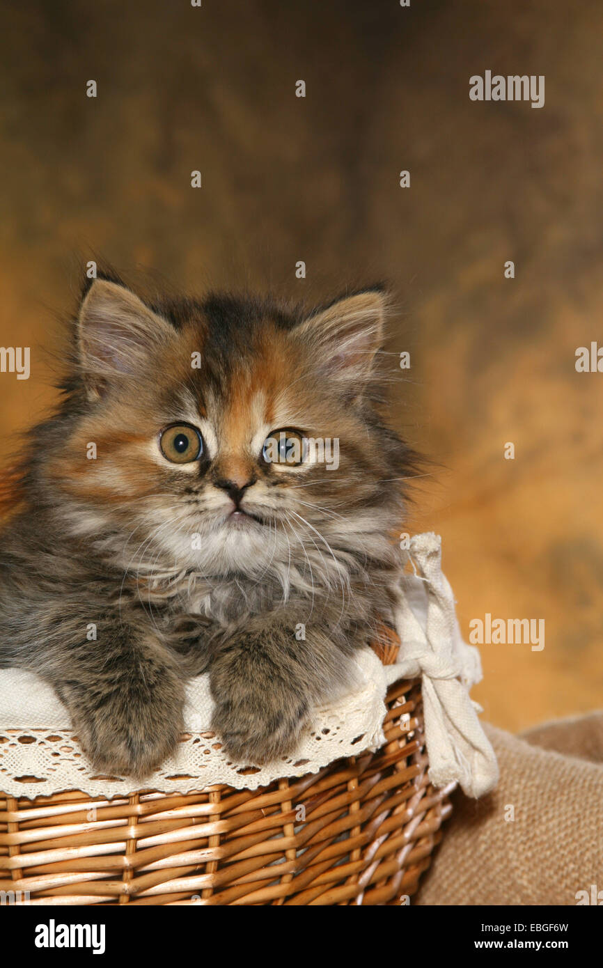 German Longhair kitten Stock Photo - Alamy