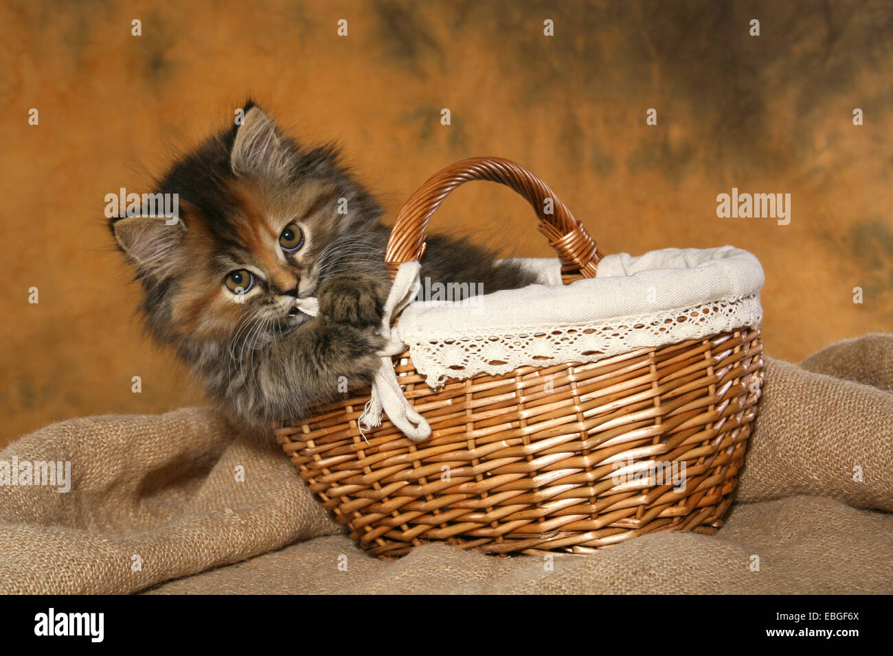 German Longhair kitten Stock Photo - Alamy
