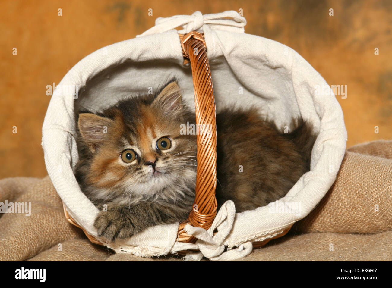 German Longhair kitten Stock Photo - Alamy