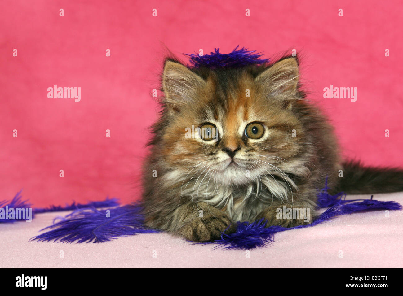 German Longhair kitten Stock Photo - Alamy