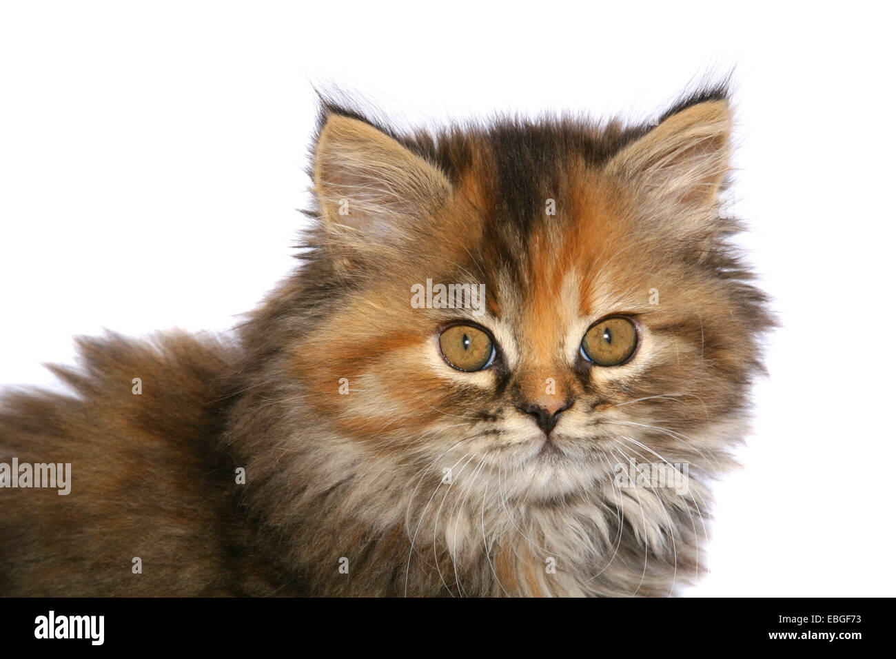 German Longhair kitten Stock Photo - Alamy