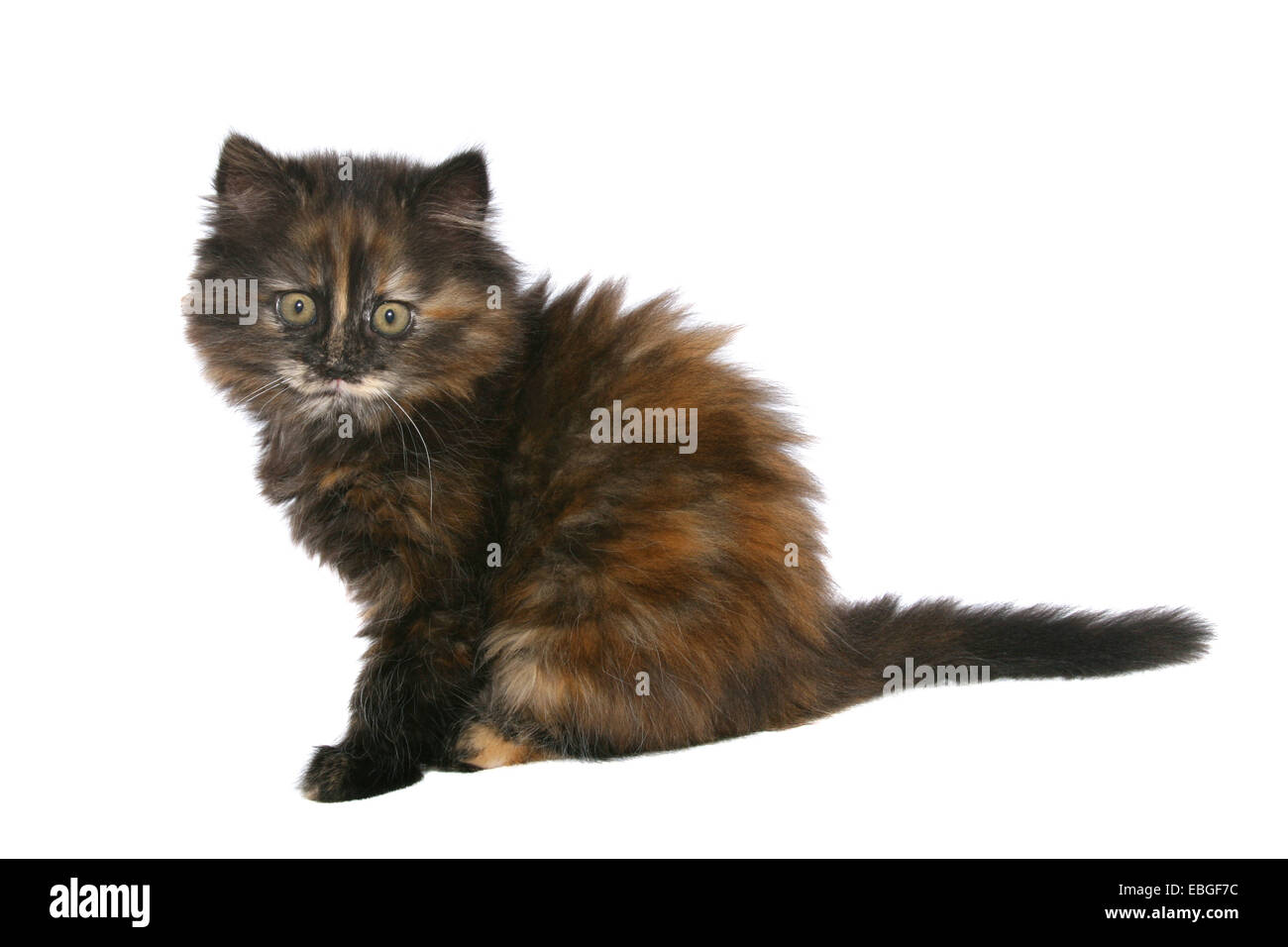 German Longhair kitten Stock Photo - Alamy
