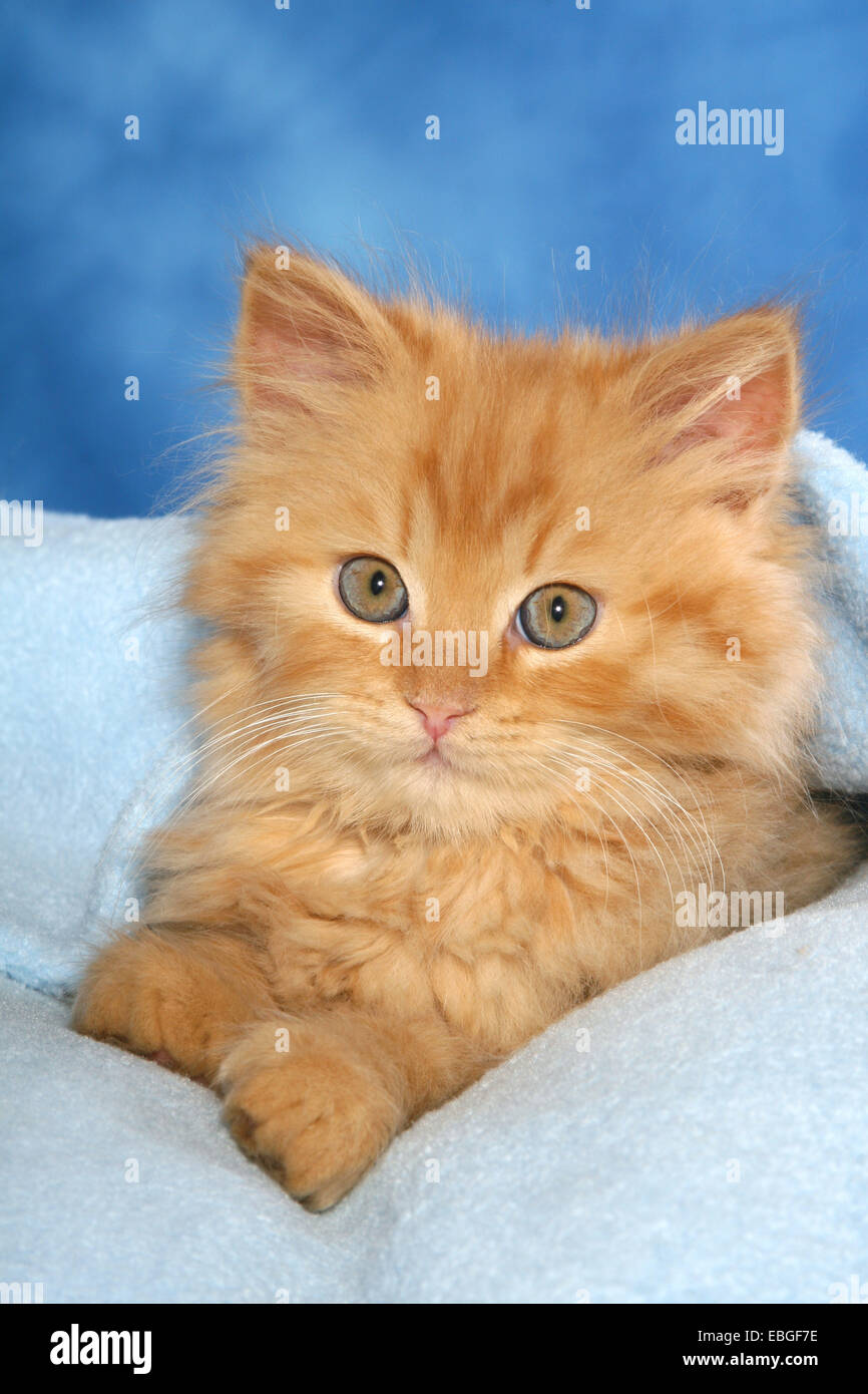 German Longhair kitten Stock Photo - Alamy