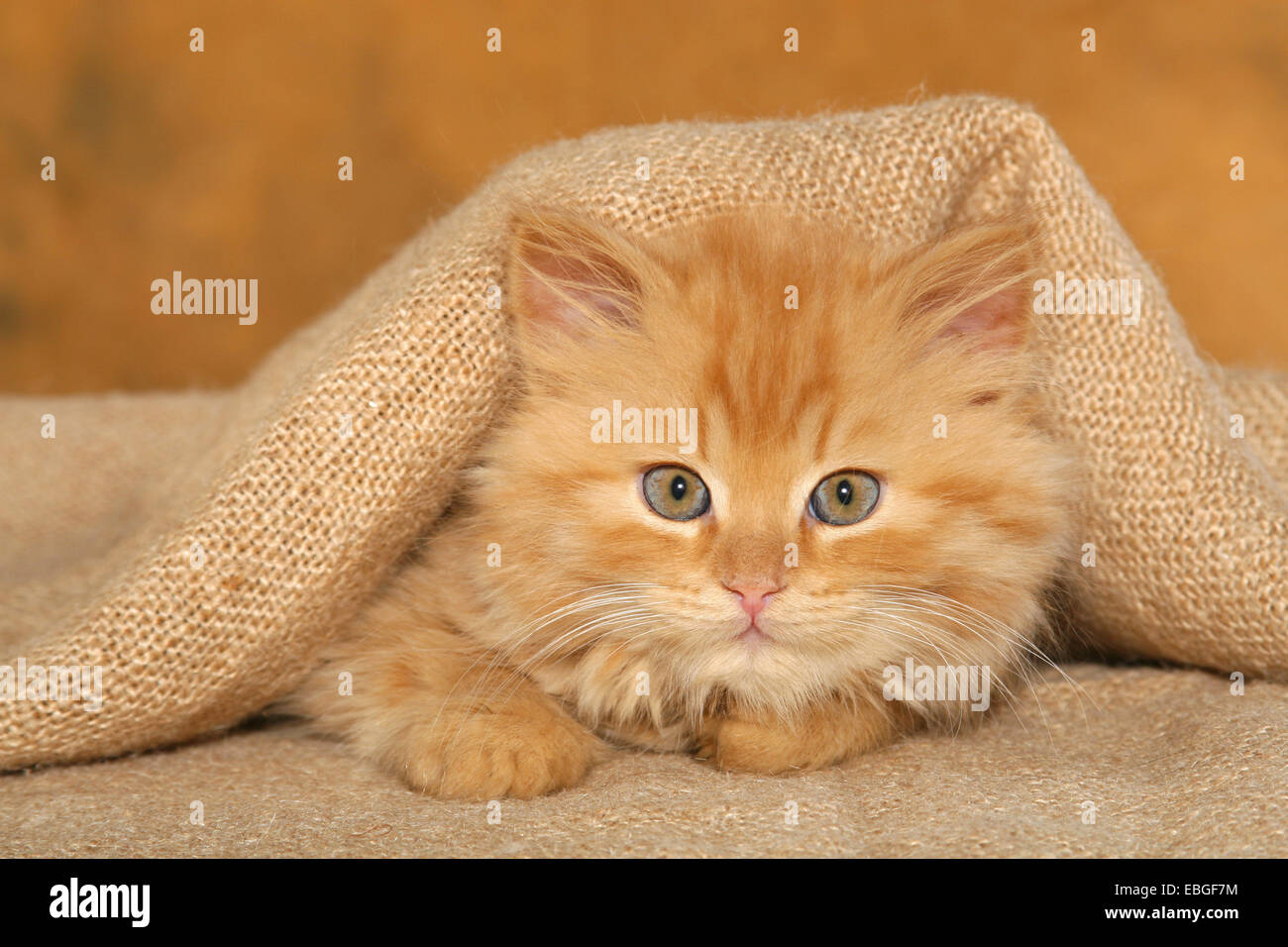 German Longhair kitten Stock Photo - Alamy