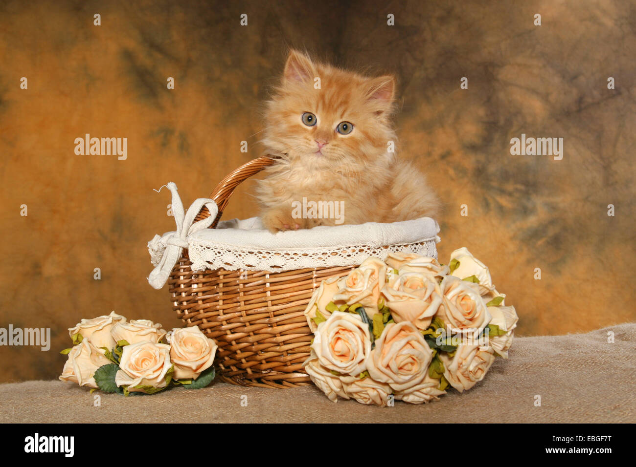 German Longhair kitten Stock Photo - Alamy
