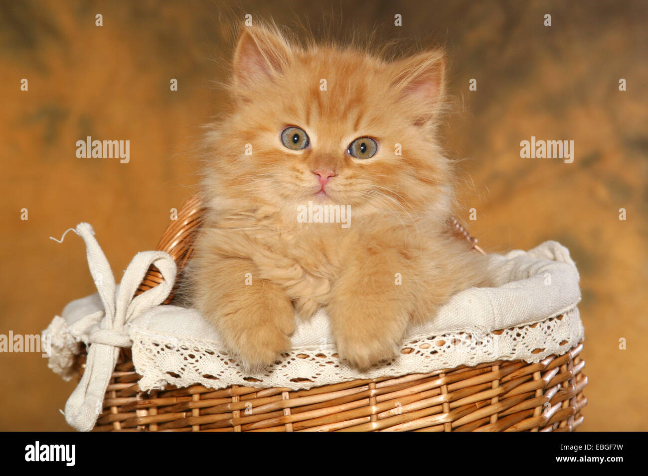 German Longhair kitten Stock Photo - Alamy