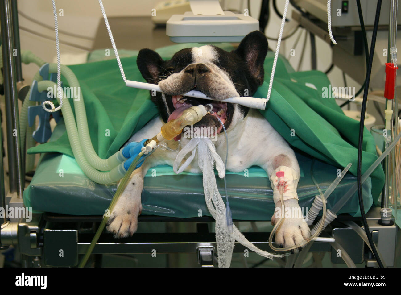 frensh bulldog operation Stock Photo - Alamy