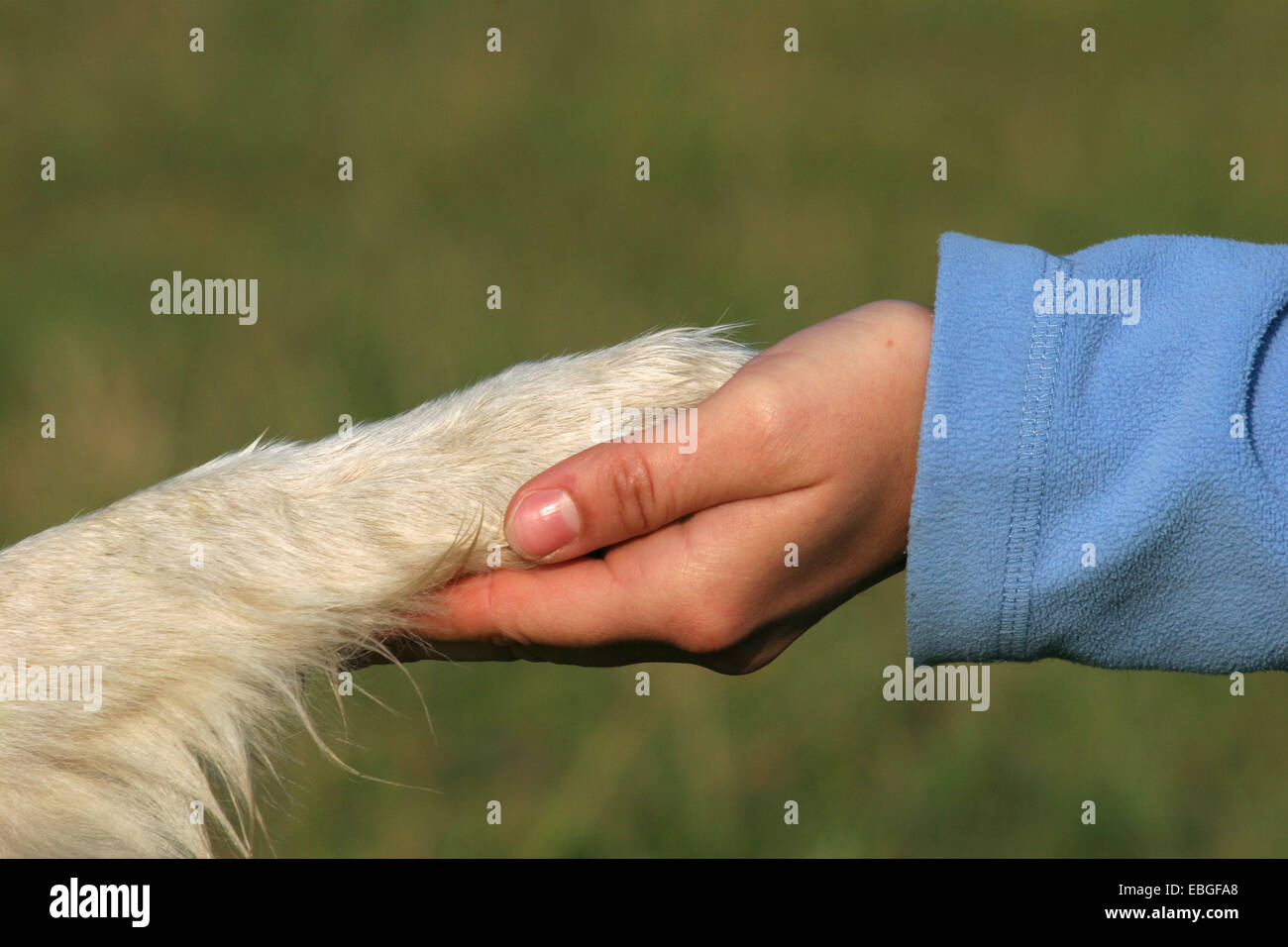 Border Collie gives paw Stock Photo - Alamy