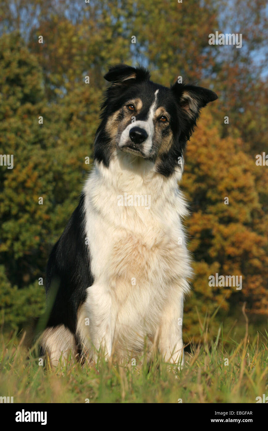 sitting Border Collie Stock Photo - Alamy