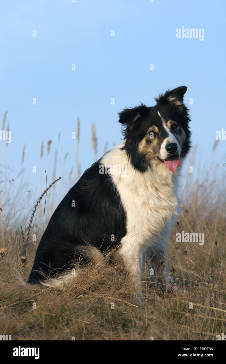 sitting Border Collie Stock Photo - Alamy
