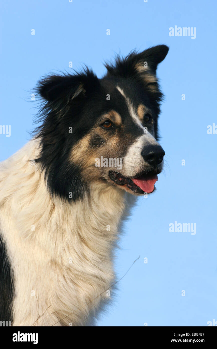 Border Collie Portrait Stock Photo - Alamy